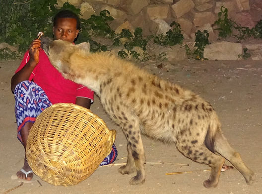 Notes From Kenya: MSU Hyena Research: Urban Hyenas in Ethiopia
