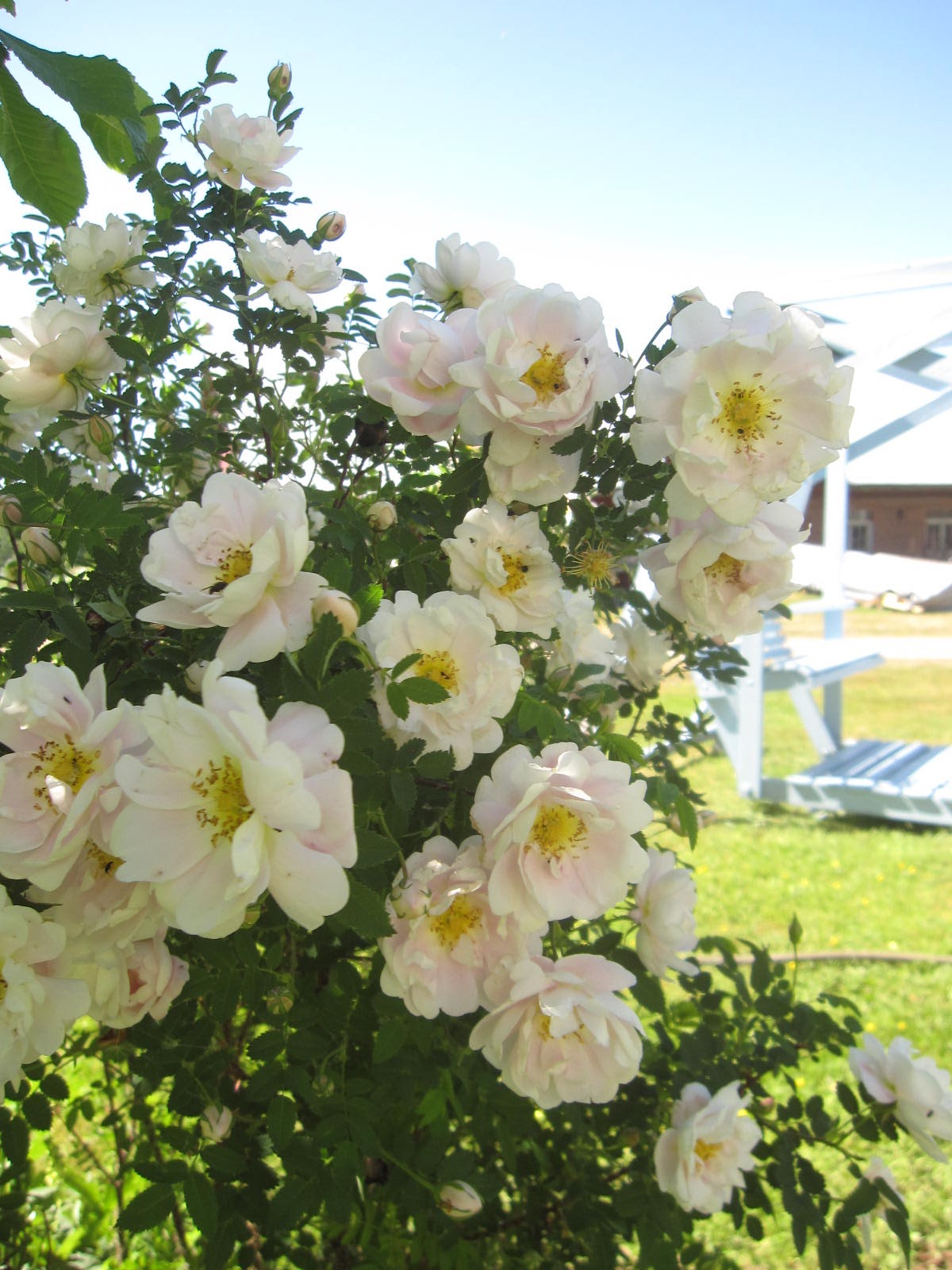 Päivänpesän elämää: Ruususen unta