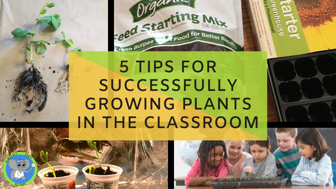 5 Tips for Growing Plants Successfully in the Classroom.