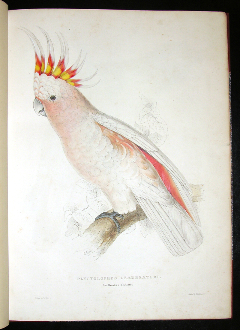 Arader Galleries: Edward Lear- artist, illustrator, author, poet