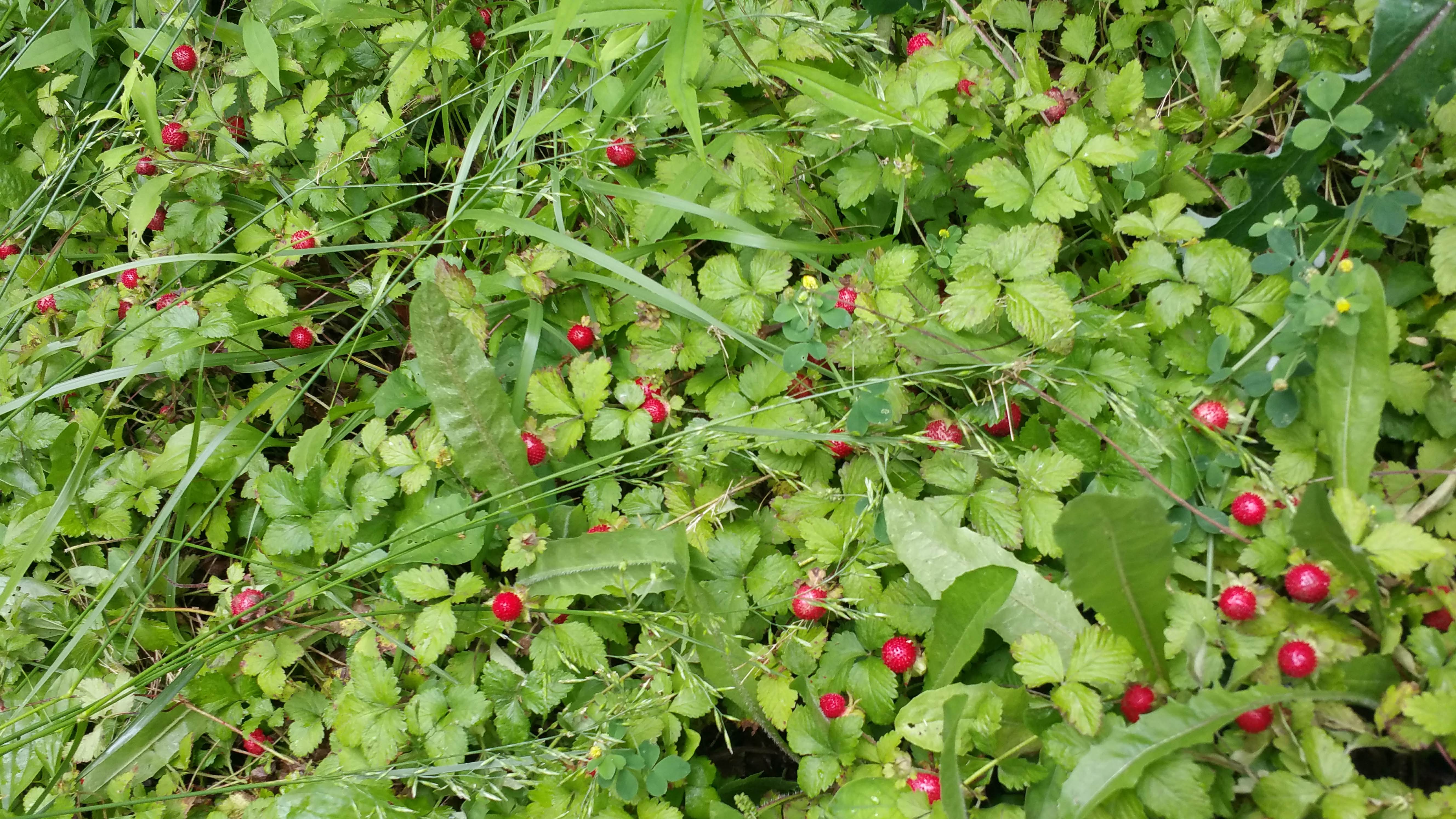 Food's Fan Club : Strawberry's Conspicuous Doppelganger : "Snake Berries"