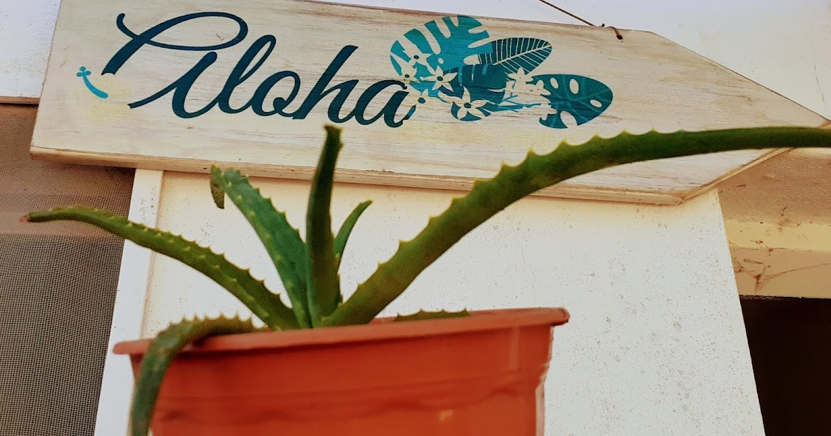 Plantas JuMaC: Aloha vera