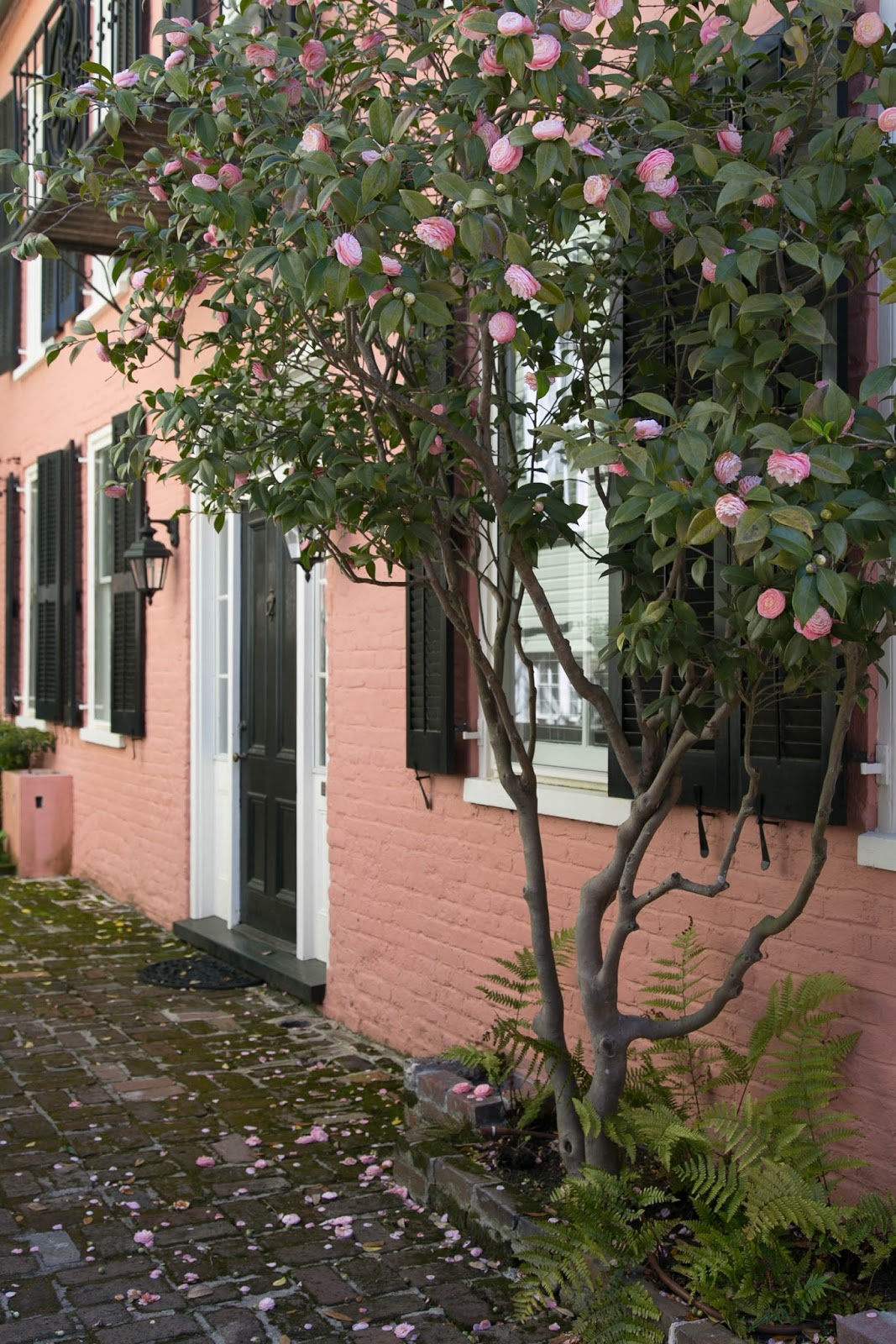 Charleston Daily Photo Pink On Peach charleston-daily-photo-pink-on-peach