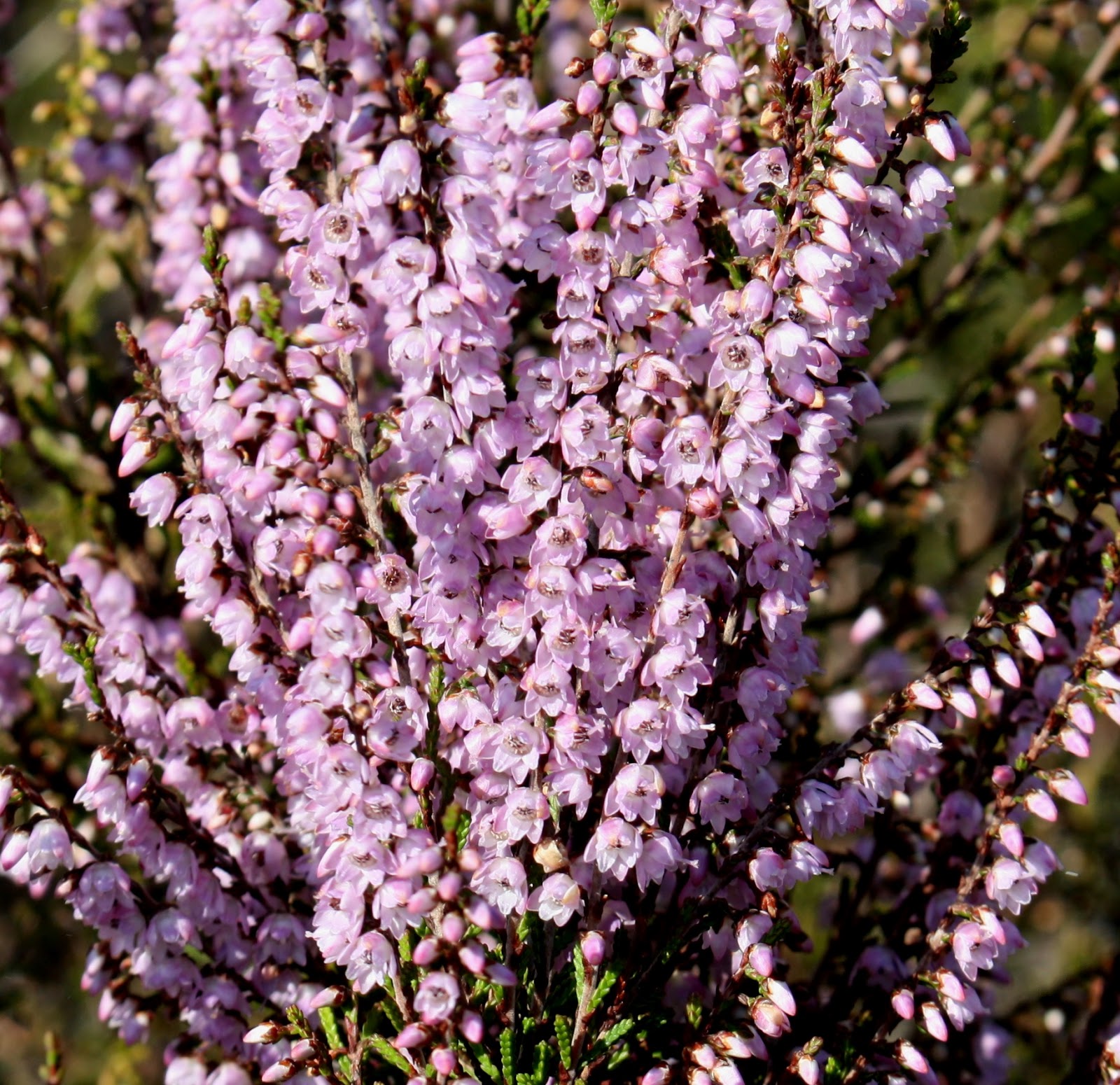 Flora da Serra da Arrábida: Torga (Calluna vulgaris)
