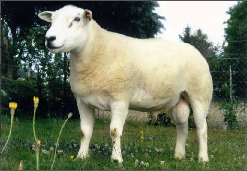 Domba Texel: Sejarah Singkat dan Informasi - Peternakan Firstanipo