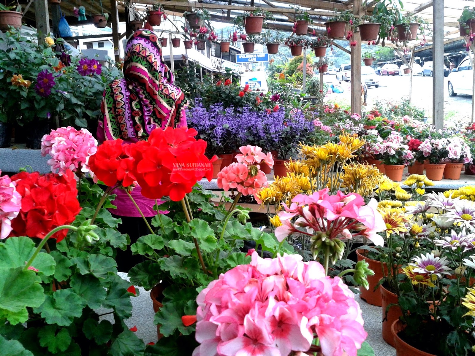 Beli Bunga dan Sayur di Kundasang, Sabah - yana ssurianah blog