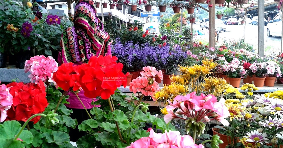 Beli Bunga dan Sayur di Kundasang, Sabah - yana ssurianah blog