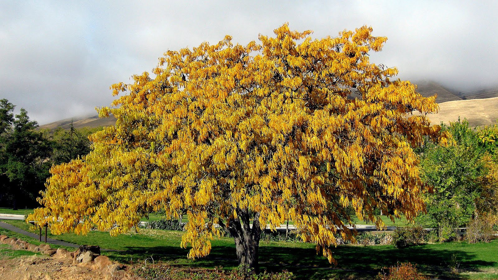 Honey Locust Tree Facts Tree Choices