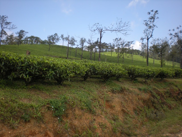 Tamilnadu Tourism: Manjolai Tea Estate, Manjolai Hills