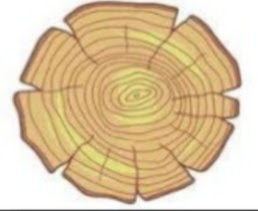 CivilEngZone : Think big,We do.: Timber-structure,seasoning,types of ...