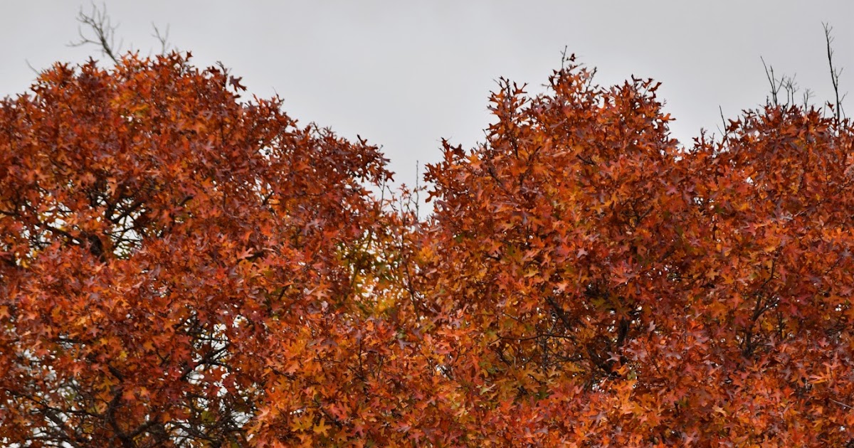 Tumbleweed: Fort Worth Nature Center