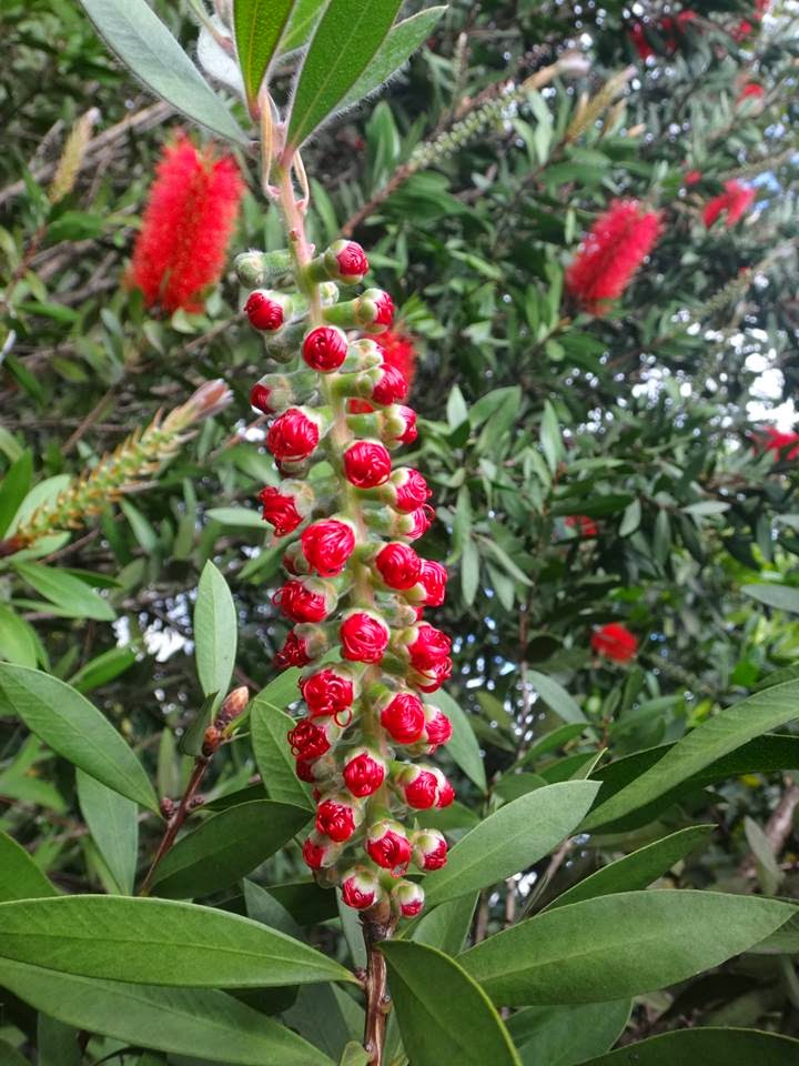 Uma flor por dia: Calistemo