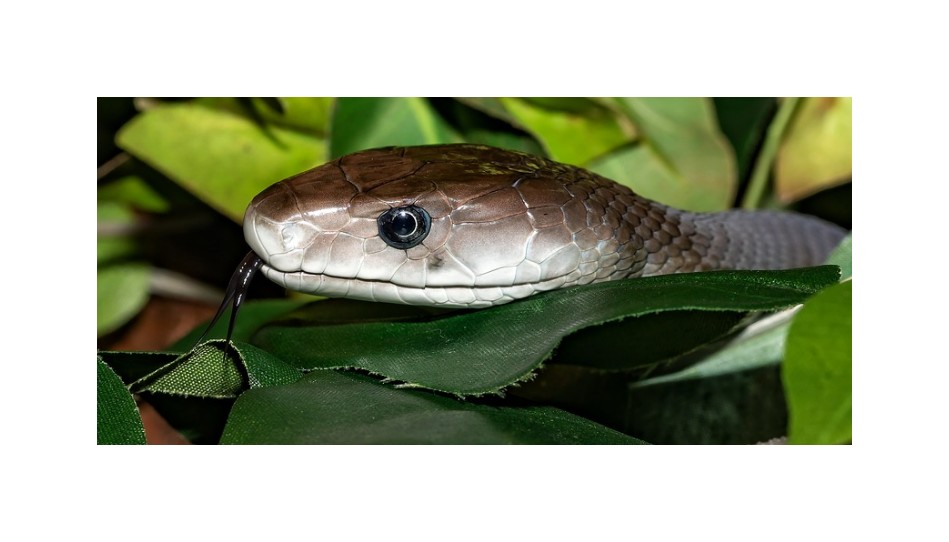 The Most Ferocious Animals in the World