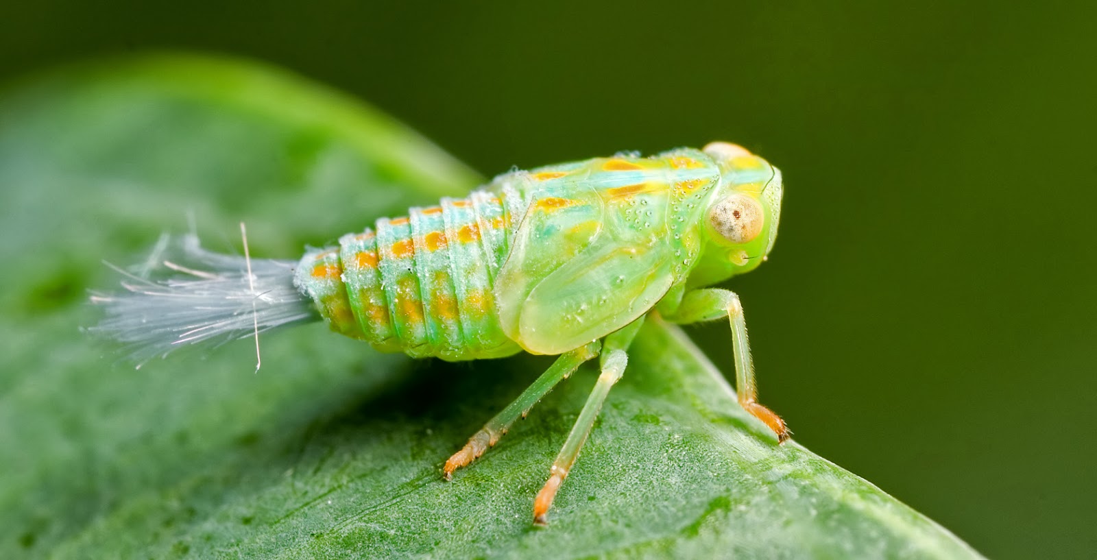 Crazy-Haired Mystery Bug Found In Suriname : Haired Planthopper | Most ...