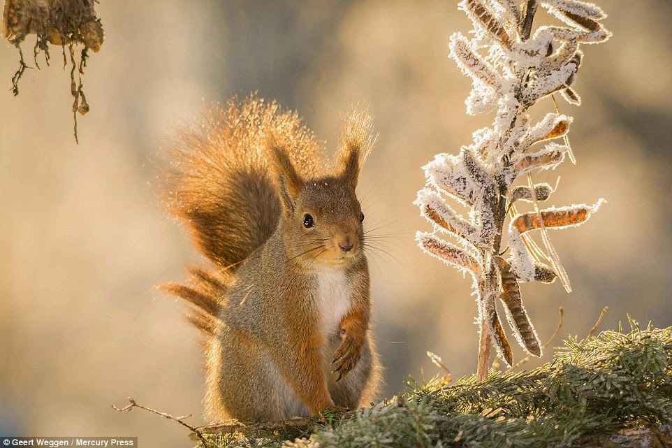 White Wolf : 10 Stunning pictures capture beauty of red squirrels in ...
