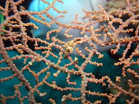Real Monstrosities: Pygmy Seahorse