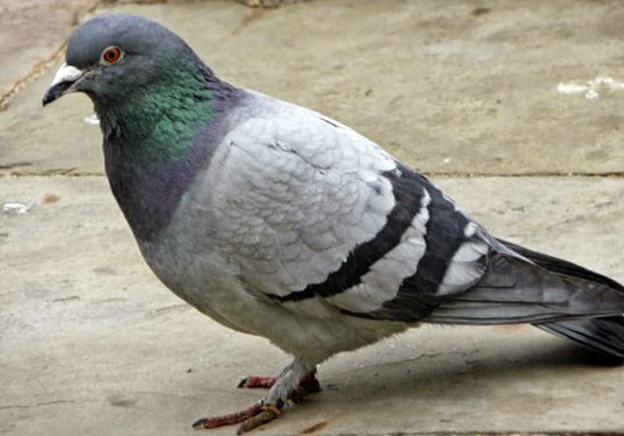 Rupa rupa burung - macam macam burung