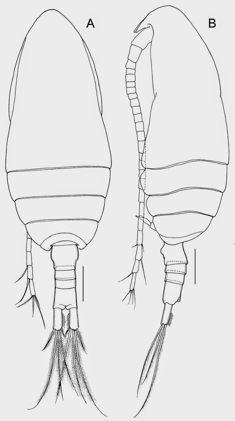 Copepod Drawing