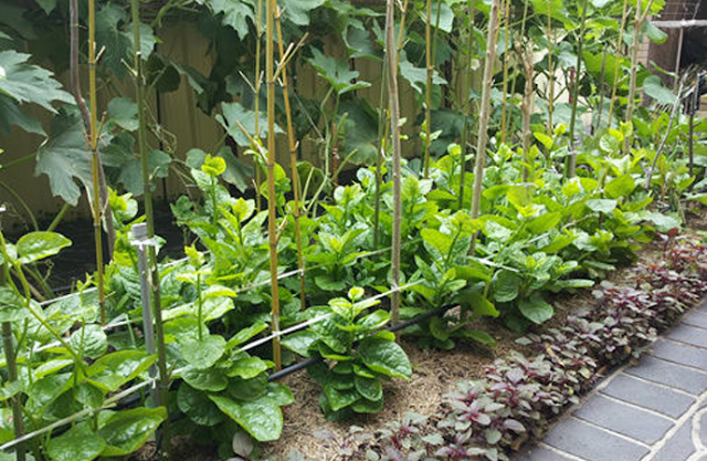 Alugbati Cultivation Guide: All You Need to Know in Planting, Growing ...