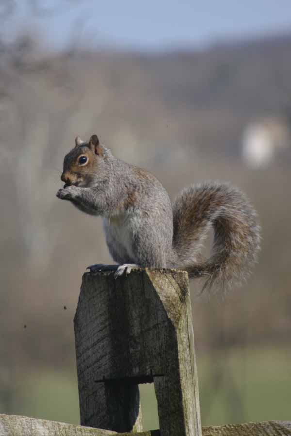 Lew's Other Pics: Header Challenge - Headless squirrel