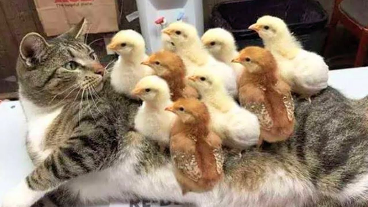 Control YourSelf: Animals Doing Things Funny Cat & Dog Videos ...