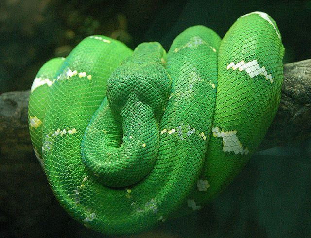 Aspundir: World's Most Colorful Snakes