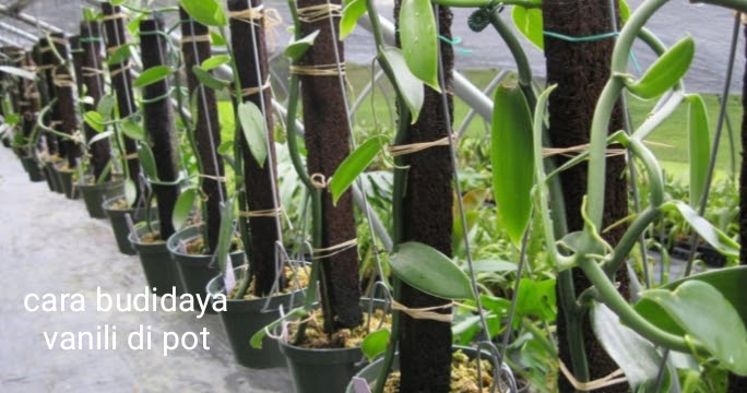 4 Cara Budidaya Vanili di Pot Termudah Untuk Pemula - Seputar Informasi dan Inspirasi