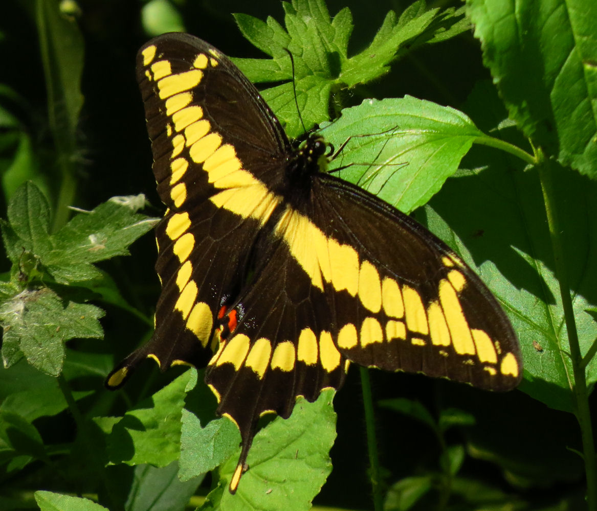 pollinator gardens: Project Swallowtail Plant List - Key plants for ...