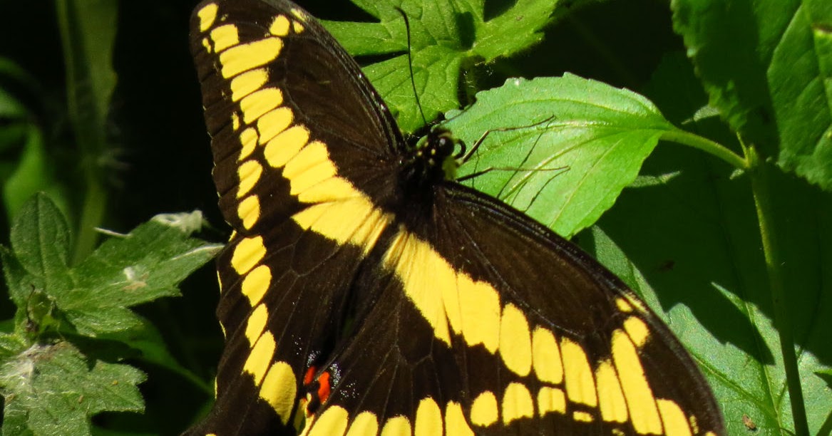 pollinator gardens: Project Swallowtail Plant List - Key plants for ...