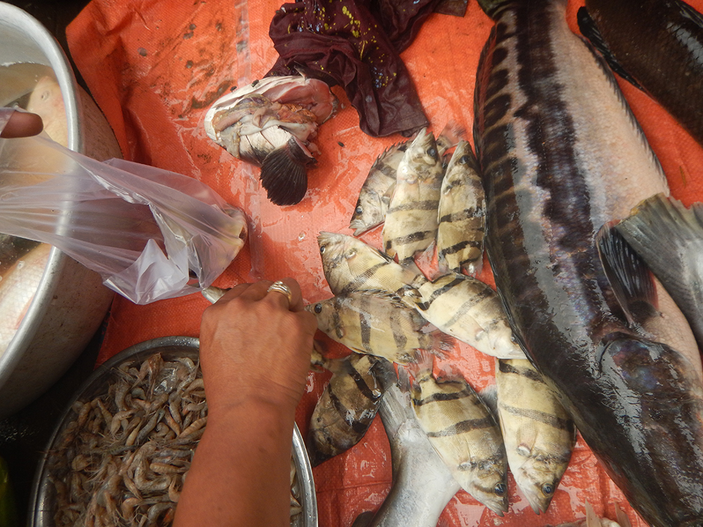 Cambodia Fish LIFE ～シェムリアップ淡水魚研究所SRF-Labo～: メコン調査視察（市場の魚2）