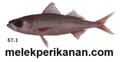 Ikan Kurisi Jepang Atau Japanese Rubyfish (Erythrocles schlegelii ...
