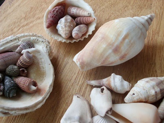 Kulit Kerang Craft | Kerajinan Kulit Kerang | Shell Craft | Shell
