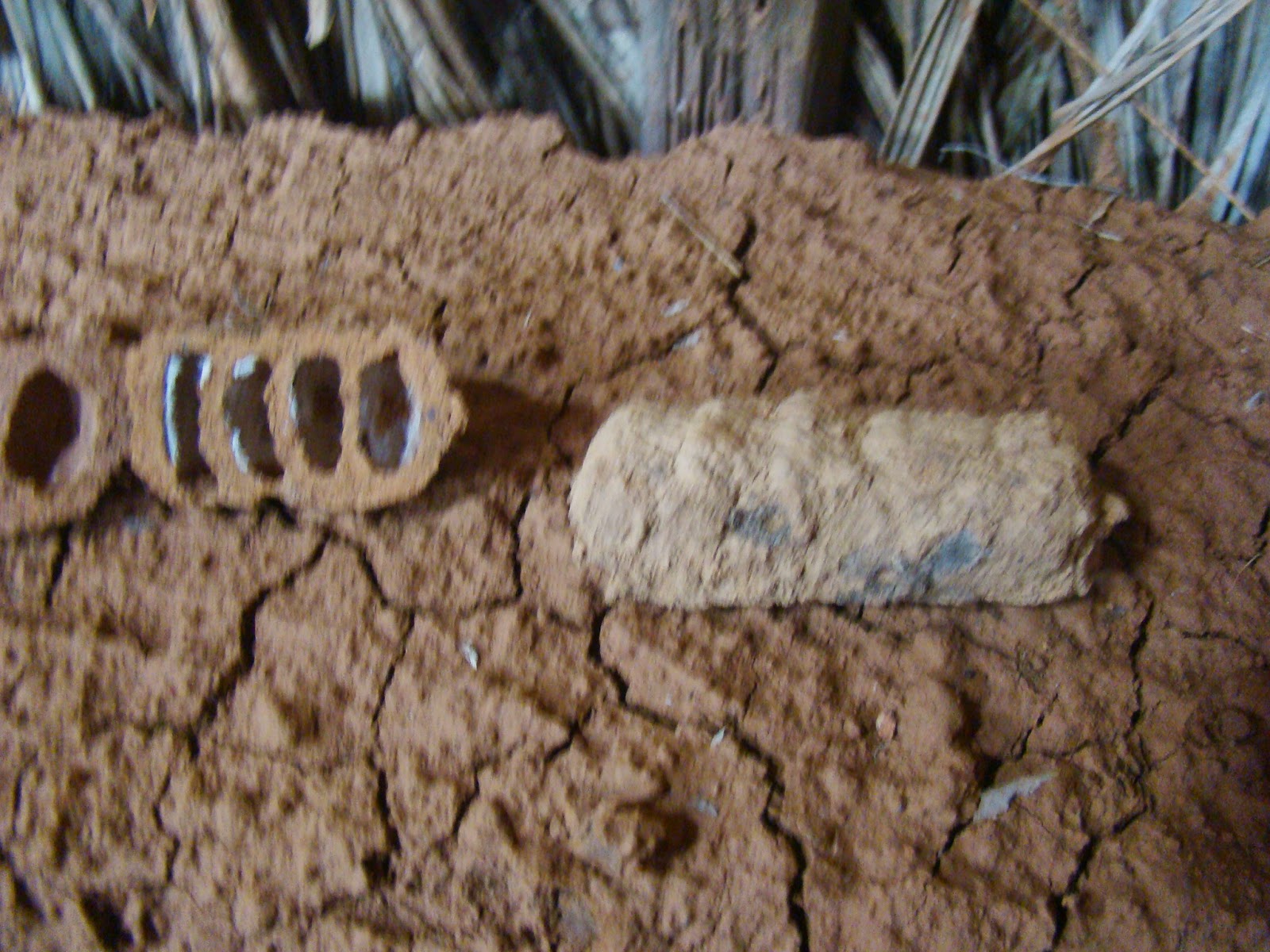 ಭೂರಮೆ: ಕಣಜಗಳ ( wasp ) ವಿಸ್ಮಯ ಪ್ರಪಂಚ