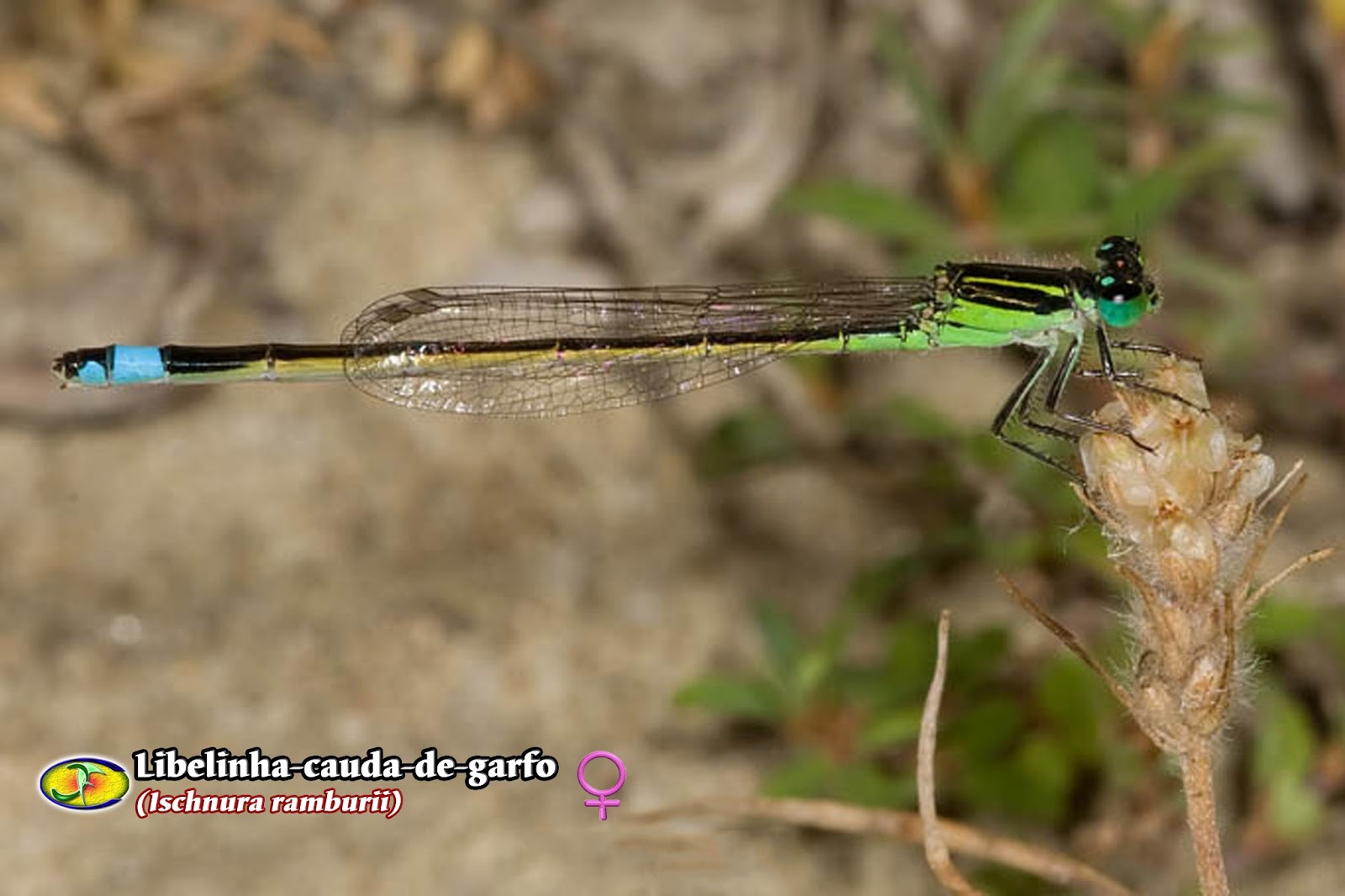 Fauna: Libelinha-cauda-de-garfo (Ischnura ramburii)