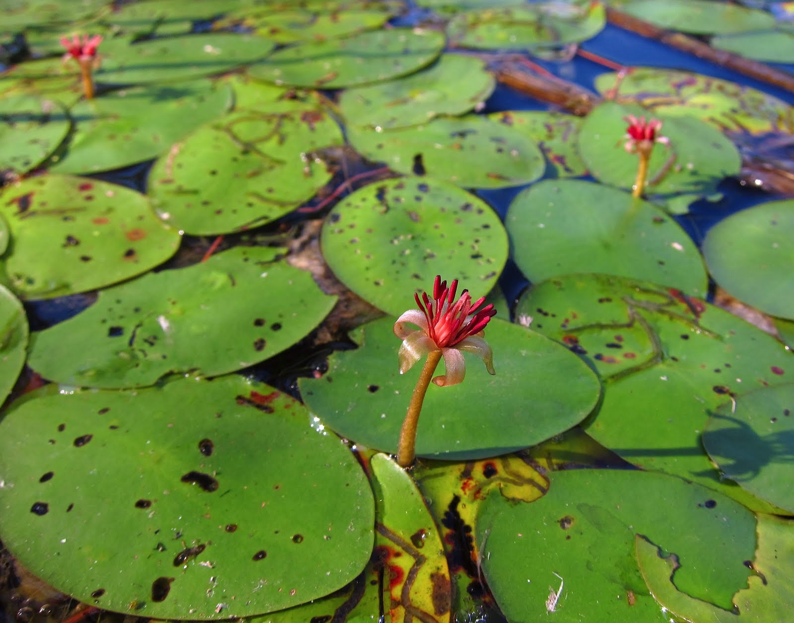 Saratoga woods and waterways: Paddling the Betar Backwaters