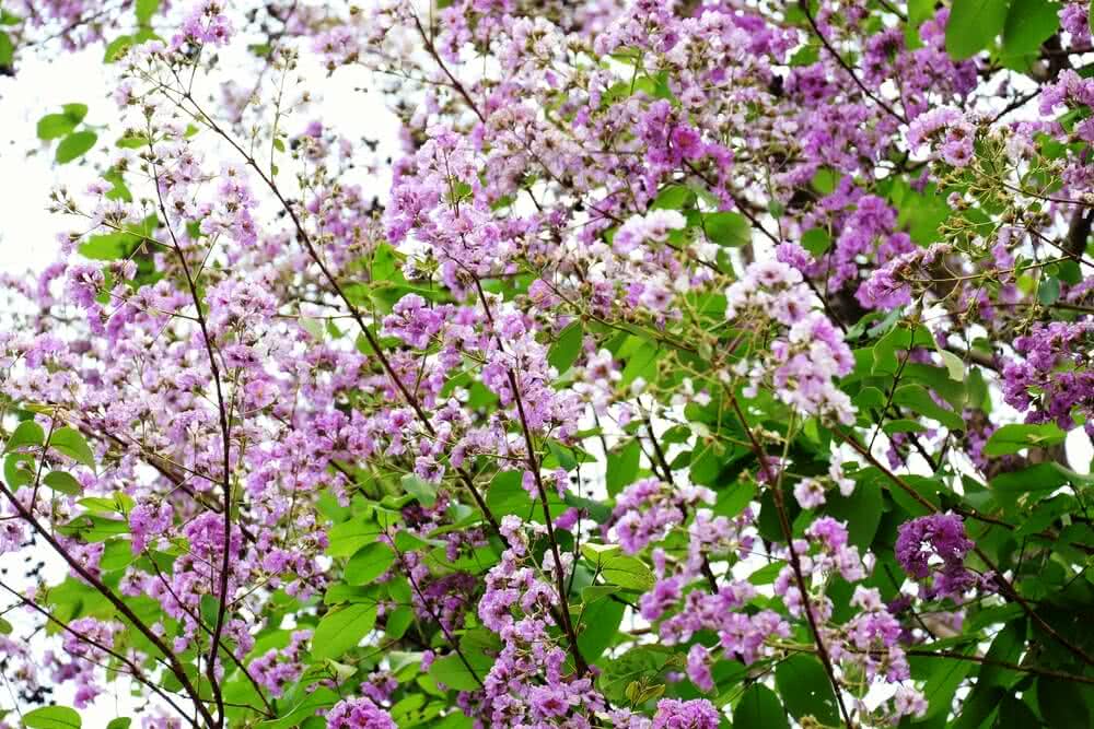 Top 10 flowering trees of India | All In One ALP