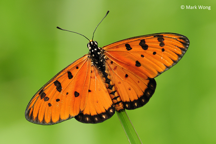Butterflies of Singapore: Butterfly of the Month - January 2018