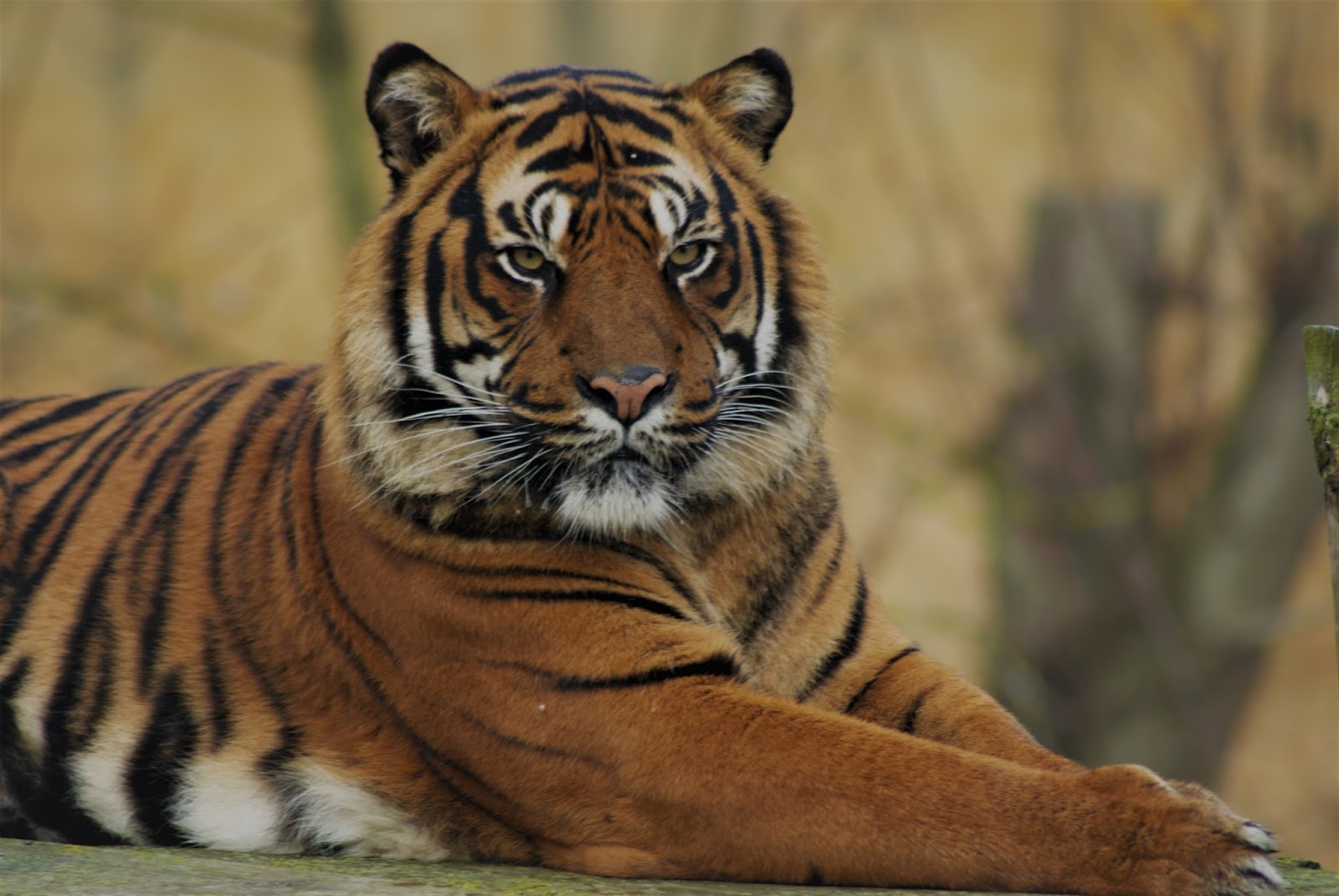 Tigers Life: Current tiger numbers released by the WWF