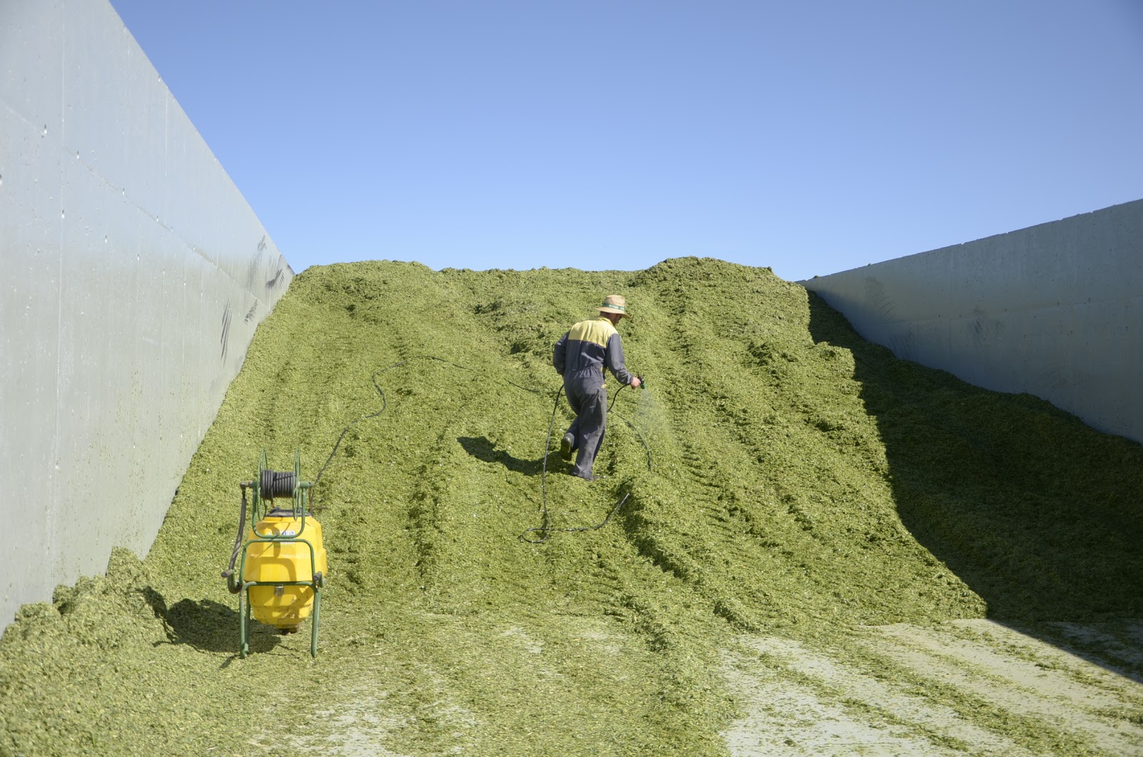 Ensiling Sorghum: chopping, transport and pressing