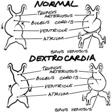 DOC Logic: Developmental Anatomy
