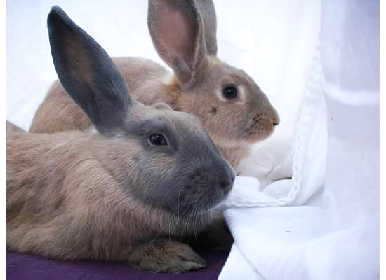 Disapproving Bun: Bailey and Kahlua