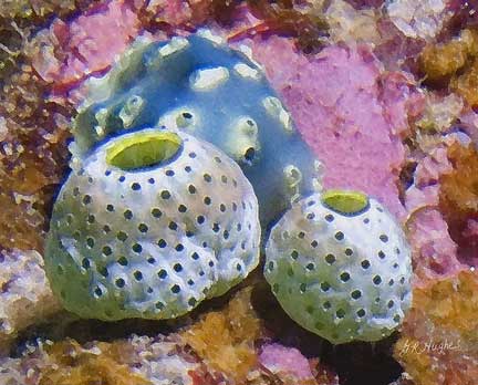 Sponges ~ Aquatic Animals