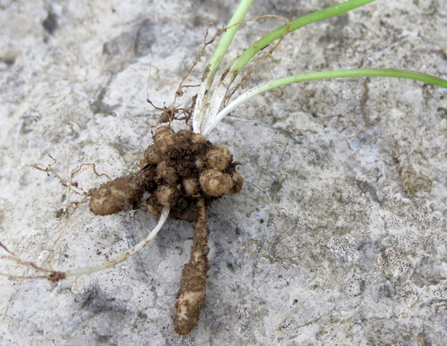 Glosario botánico con imágenes - Letra T