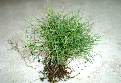 Rumput Jepang ~ JUAL RUMPUT TAMAN DAN BIBIT RUMPUT TERNAK