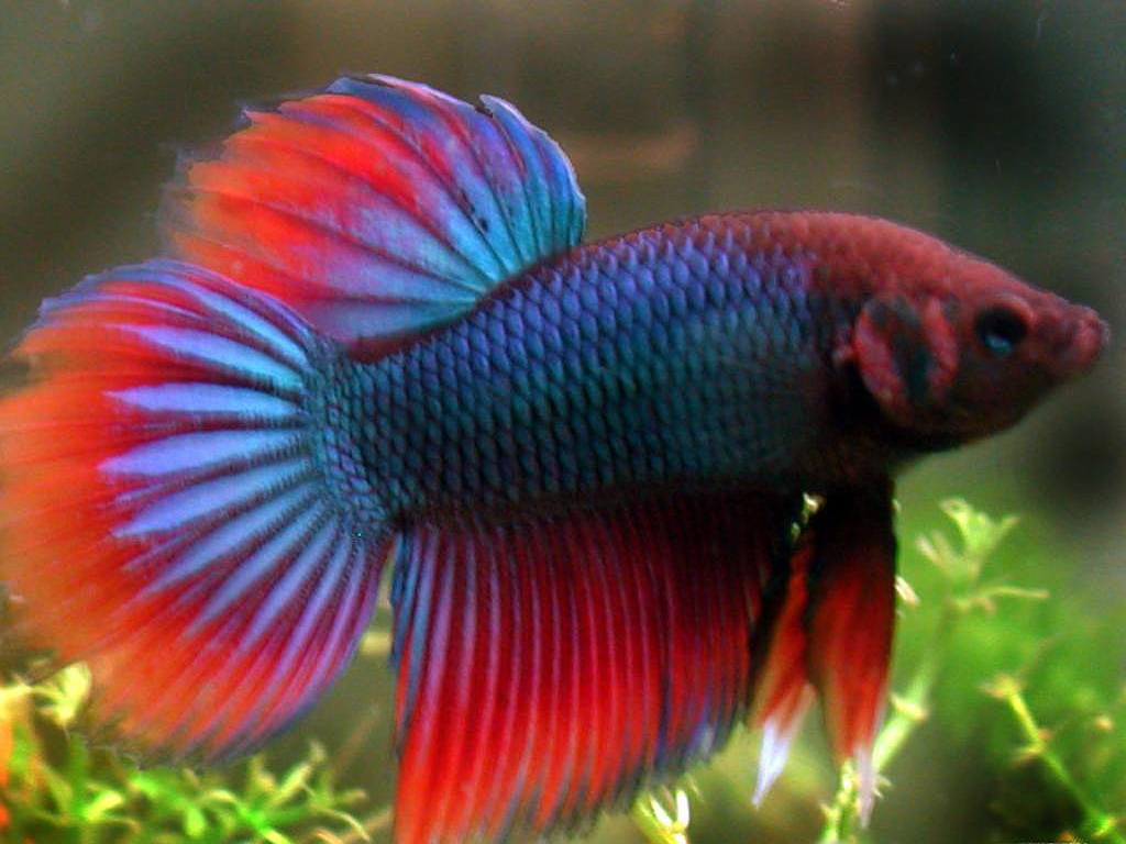 Best Fighting Fish at Wilfred Mccarty blog