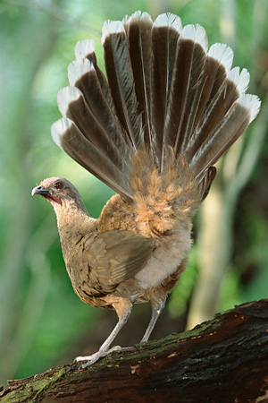 EL RRUN RRUN: CAN YOU HEAR THE CHACHALACAS? LUCKY YOU!