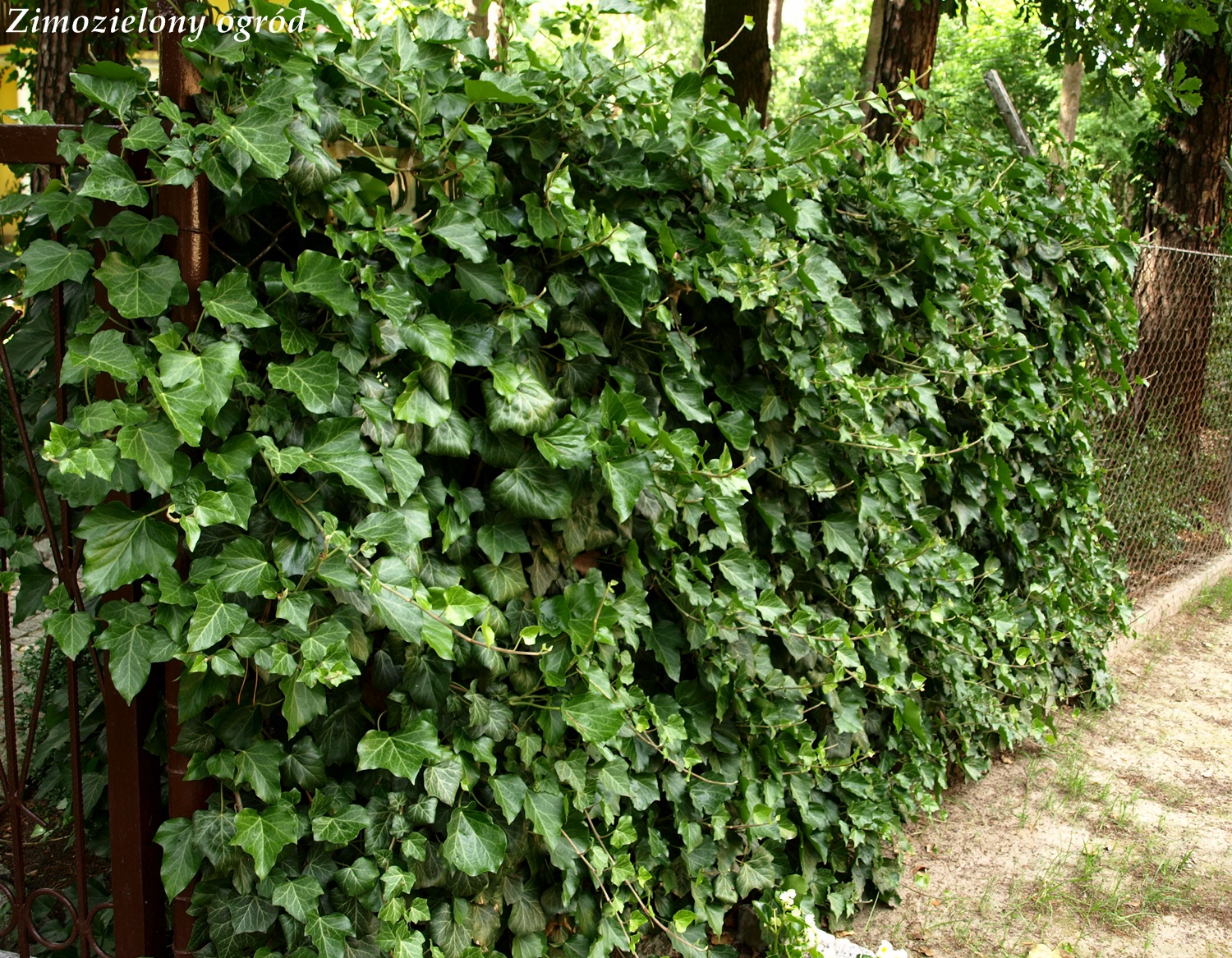 Zimozielony ogród: Bluszcz pospolity Woerneri - przycinanie