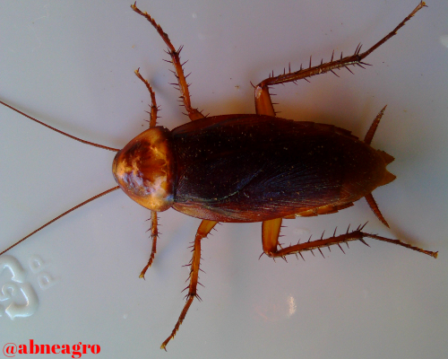 ORDENES DE LOS INSECTOS