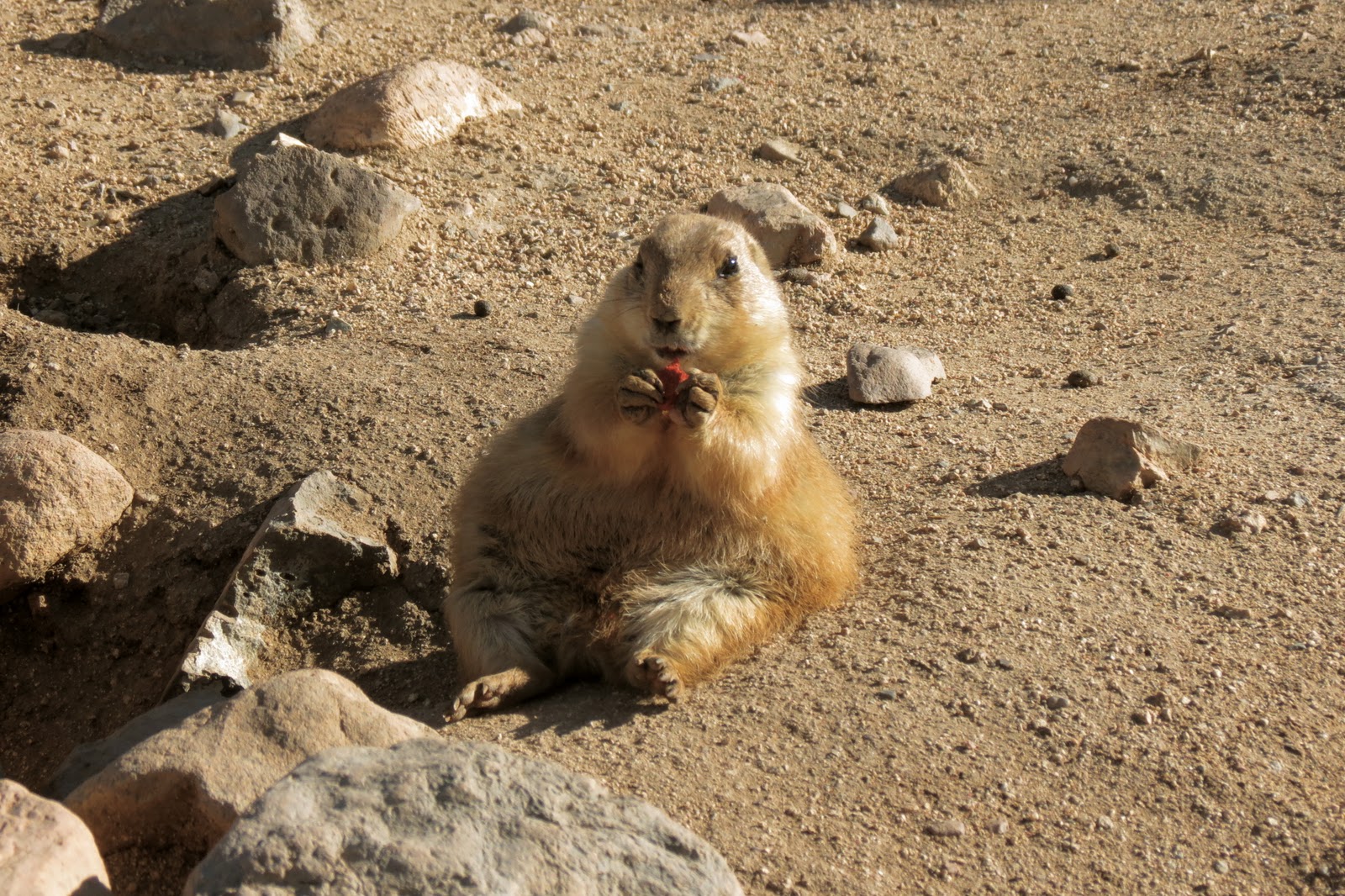 In the Desert...: Rotund Prairie Dog :)