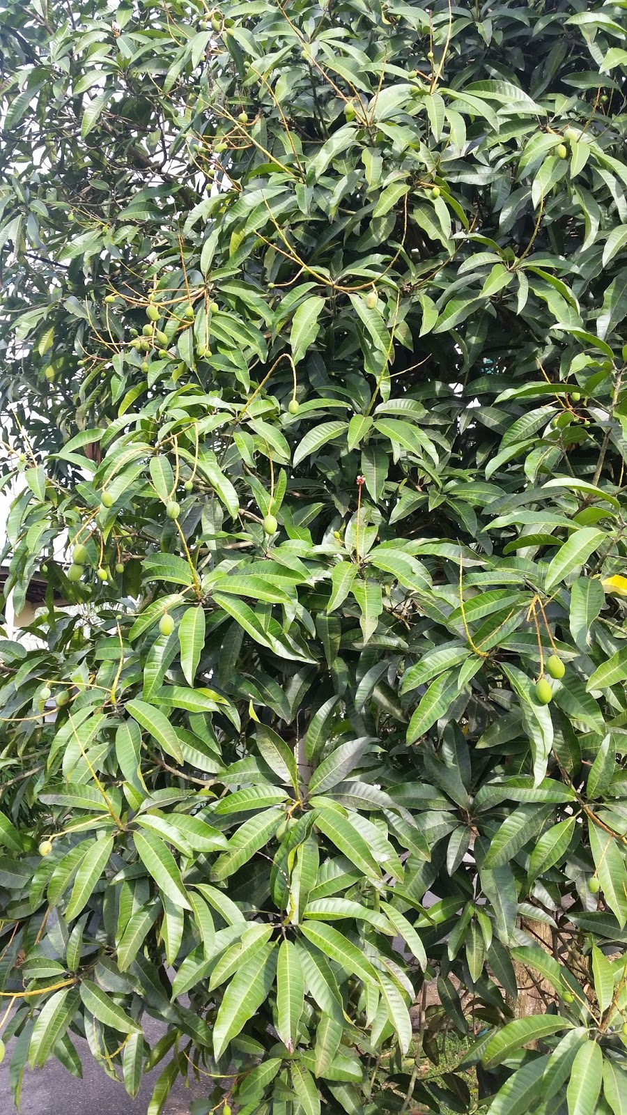 Warisan Petani: Buah Kuini